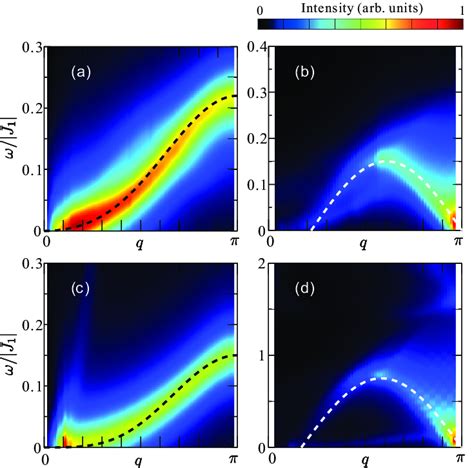Dynamical Spin Structure Factors For A Apical And B Basal Chains At