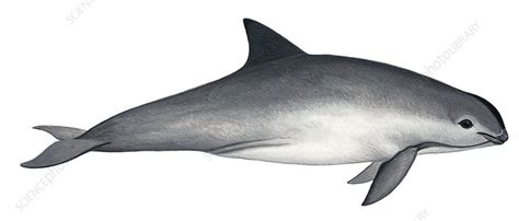 Vaquita Illustration Stock Image C055 8106 Science Photo Library