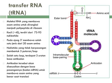 Komponen Penyusun Rna Dan Jenis Jenis Rna By Ayuning