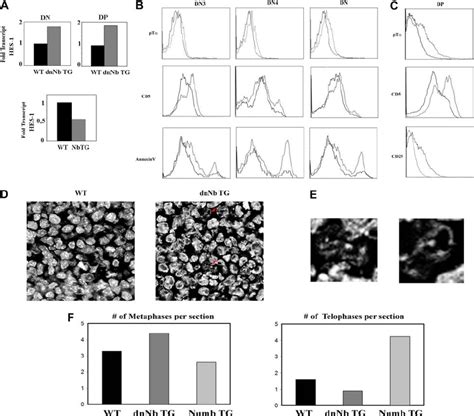 Increased Surface Pre TCR Levels Apoptosis And Premature