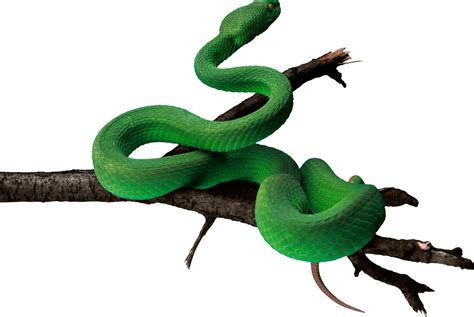Serpent