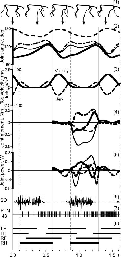 Selected Kinematic And Kinetic Variables Of The Right Hindlimb Rh And Download Scientific