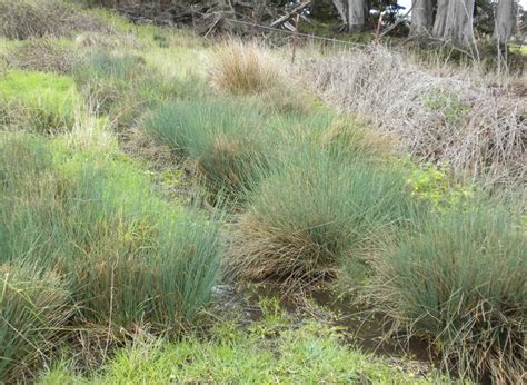Rushes Juncus Spp Yerba Buena Chapter Cnps