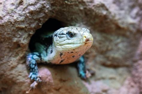 Common Blue Tongued Skink And Lizard Reptile And Reptiles Amphibian