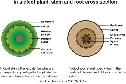 Dicot Stem Images Stock Photos Vectors Shutterstock