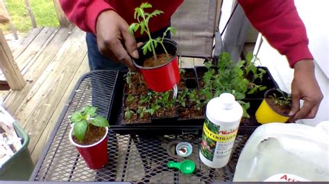 Watering Seeds Gardening For Beginners When To Fertilize Your