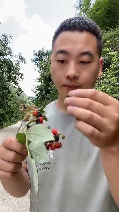 野果 刺猛子，多少人童年的记忆童年美食 8090后 野果子 Youtube