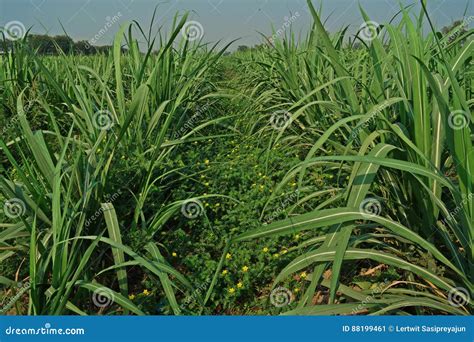 Sugarcane Weed Infestation Stock Image Image Of Infestation 88199461