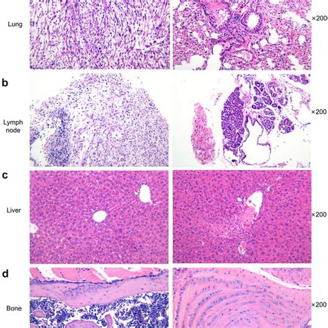 Hematoxylin Eosin Staining Of Animal Model Tissues A D He Staining