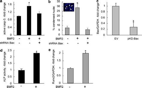 runx2 mediated activation of the bax gene increases osteosarcoma cell