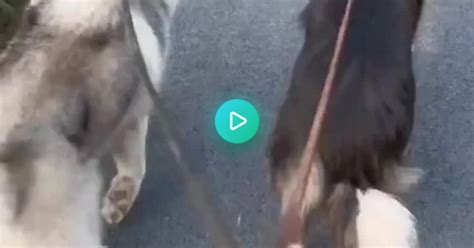 Difference Between Border Collie And Husky Album On Imgur