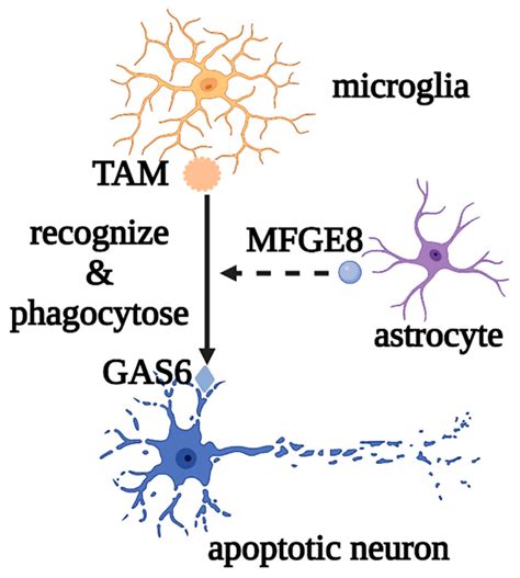 Microglia And Astrocytes