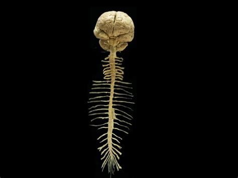 Human Brain And Spinal Cord