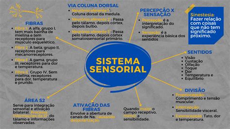 Mapa Mental Sistema Sensorial Roaredu