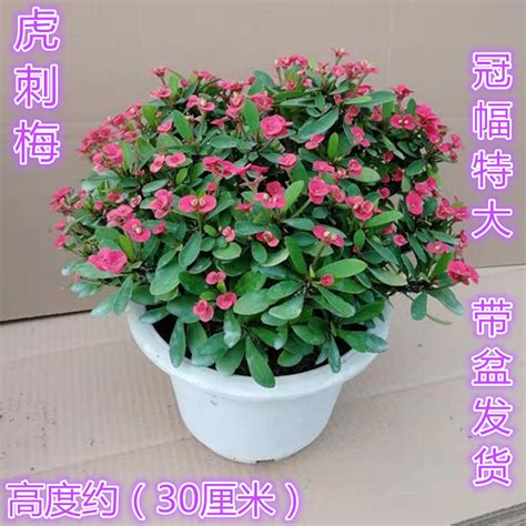 虎刺梅铁海棠花苗带花四季开花阳台庭院盆栽花卉室内客厅植物包邮虎窝淘