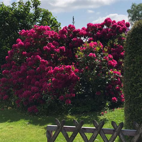 Rhododendron Roseum Elegans, 6,00