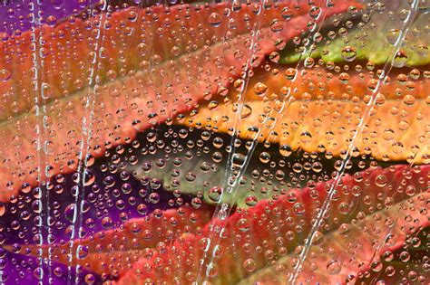 모틀리 방울의 물은 보라색 배경에 빨간색 녹색 노란색과 오렌지 타락 한 잎에 아래로 떨어집니다 추상판타지 0명에 대한 스톡 사진 및 기타 이미지 Istock