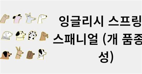 잉글리시 스프링어 스패니얼 개 품종 특성 🐶
