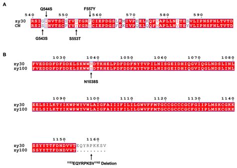 Mutant Sites In S2 Subunit A CN Strain Of IBV Was Distinct From