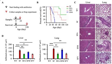 Antibiotics Increase Survival And Inhibit Inflammation In Scurfy Mice