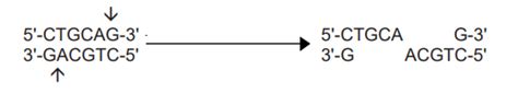 Restriction Digest Protocol Principle Result Biology Notes Online