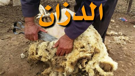 كيف تتم عملية جز او دزان صوف الاغنام حديث و مغزل Youtube