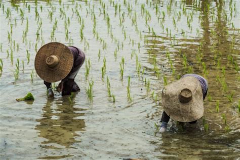 Asian Farmer Planting Rice In Field Farmer In Thailand Stock Image