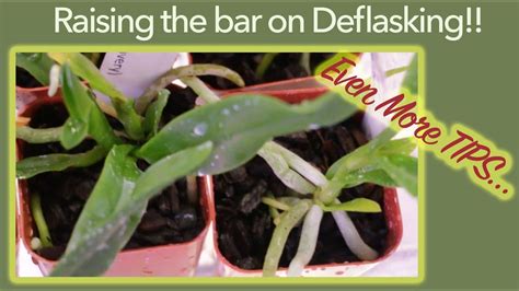 Orchid Deflasking Raising The Bar Youtube