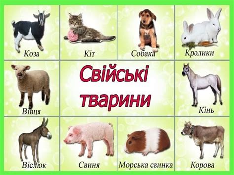Дикі та свійські тварини