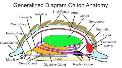 Class Polyplacophora Chitons Information Earth Life In 2025