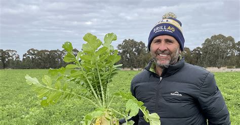 What Is The Value Of Fixed Nitrogen For Suppressing Weeds WeedSmart