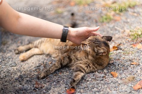 猫を撫でるの写真素材 [194310263] イメージマート