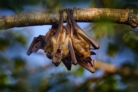 Fruit Bat