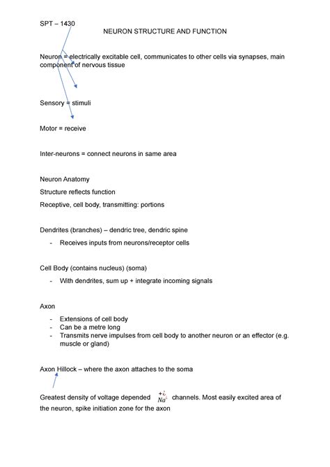 Neuron Structure And Function NEURON STRUCTURE AND FUNCTION Neuron Electrically Excitable