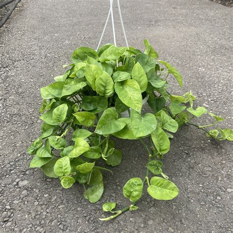 Global Green Pothos › Anything Grows