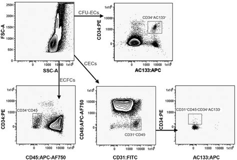 Flow Cytometry Method To Assess Accurately The Frequency Of Rare Download Scientific Diagram
