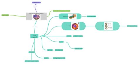 Cellula Eucariote Animale Medicina Online Dott Emilio Alessio Loiacono