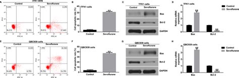 Effect Of Sevoflurane On Apoptosis Of Cca Cells A B Flow Cytometry