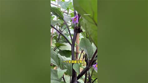 今年种菜真的是太难了，前段时间干旱，现在好不容易下点雨吧，各种虫子又都来了，要抓紧做病虫害预防，提前用效果更好哦关注我一起学种菜 我的小菜园 种菜小技巧 Youtube