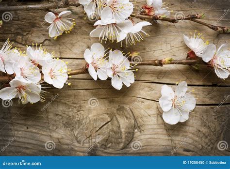 Spring Blossom stock photo. Image of health, concepts - 19250450