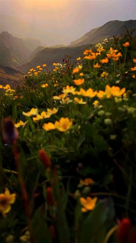 Naturephotographynature Naturephotographya