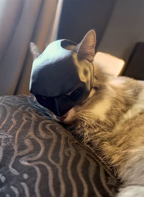 Batman Cat Mask Gothamkitty Remixed By Akillelauro Makerworld