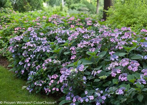 Tuff Stuff® Hydrangea Plant Addicts
