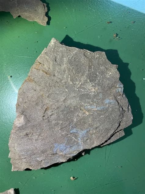 Maryland Triassic Trace Fossils Fossil Id The Fossil Forum