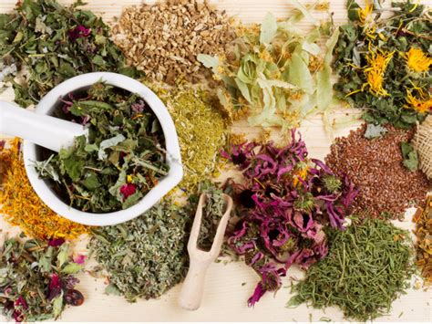 Kalanchoe Medicinal Para Qué Sirve Y Cómo Se Utiliza