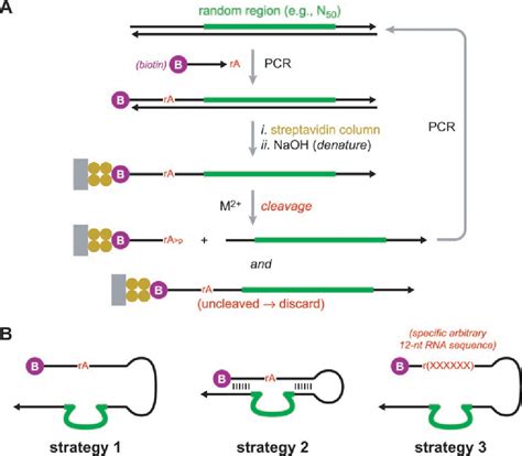 Figure 2 From In Vitro Selection Characterization And Application Of