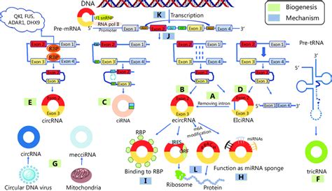 Biogenesis Of CircRNAs And The Mechanisms Of Action Of CircRNAs A