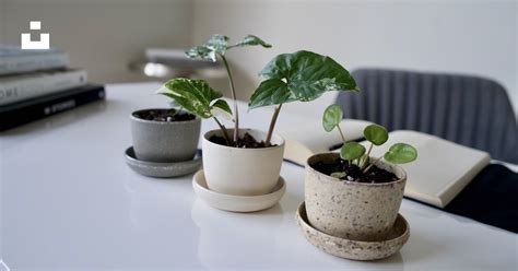 흰색 세라믹 냄비에 녹색 식물 사진 Unsplash의 무료 녹색 이미지