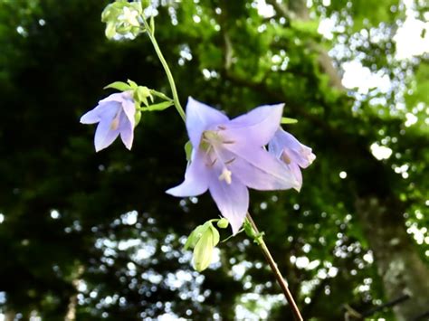 開花 By クーチャン （id：12525576） 写真共有サイトphotohito