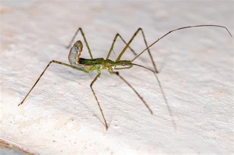 Premium Photo Assassin Bug Nymph